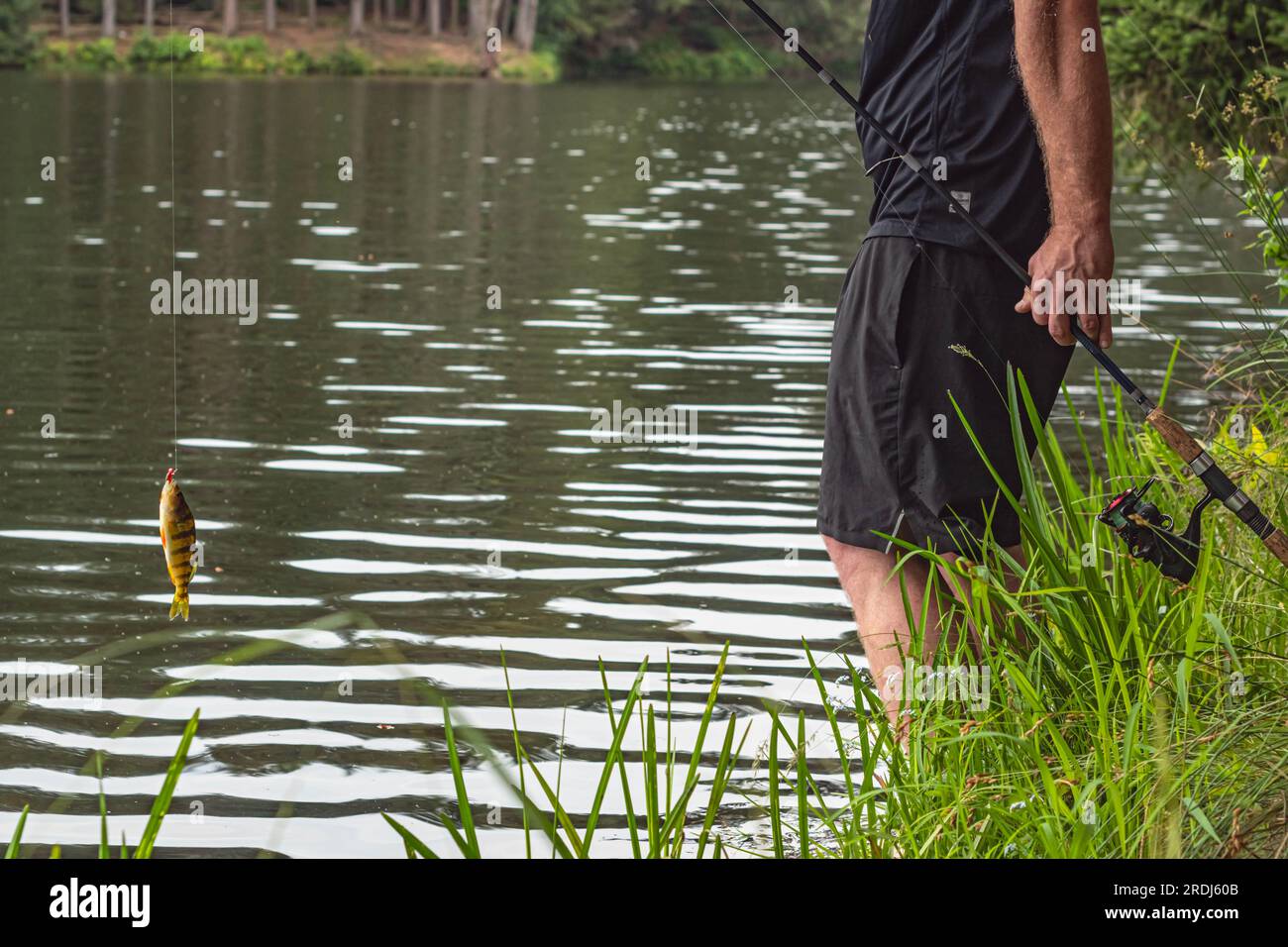 Man fishing fresh water lake USA puling in the fish, yellow perch ...