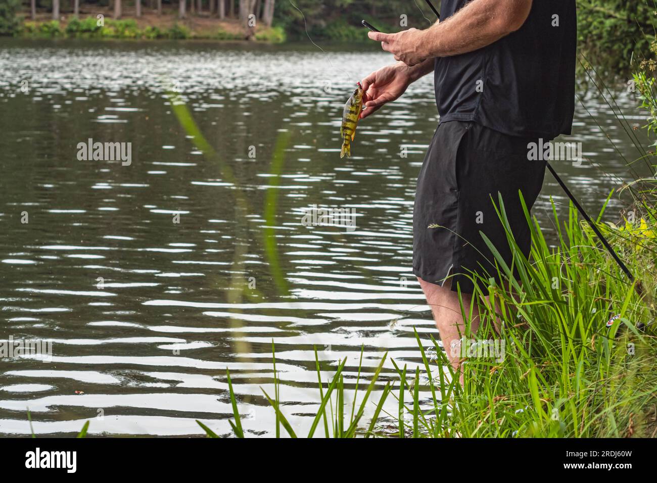 Man fishing fresh water lake USA puling in the fish, yellow perch ...