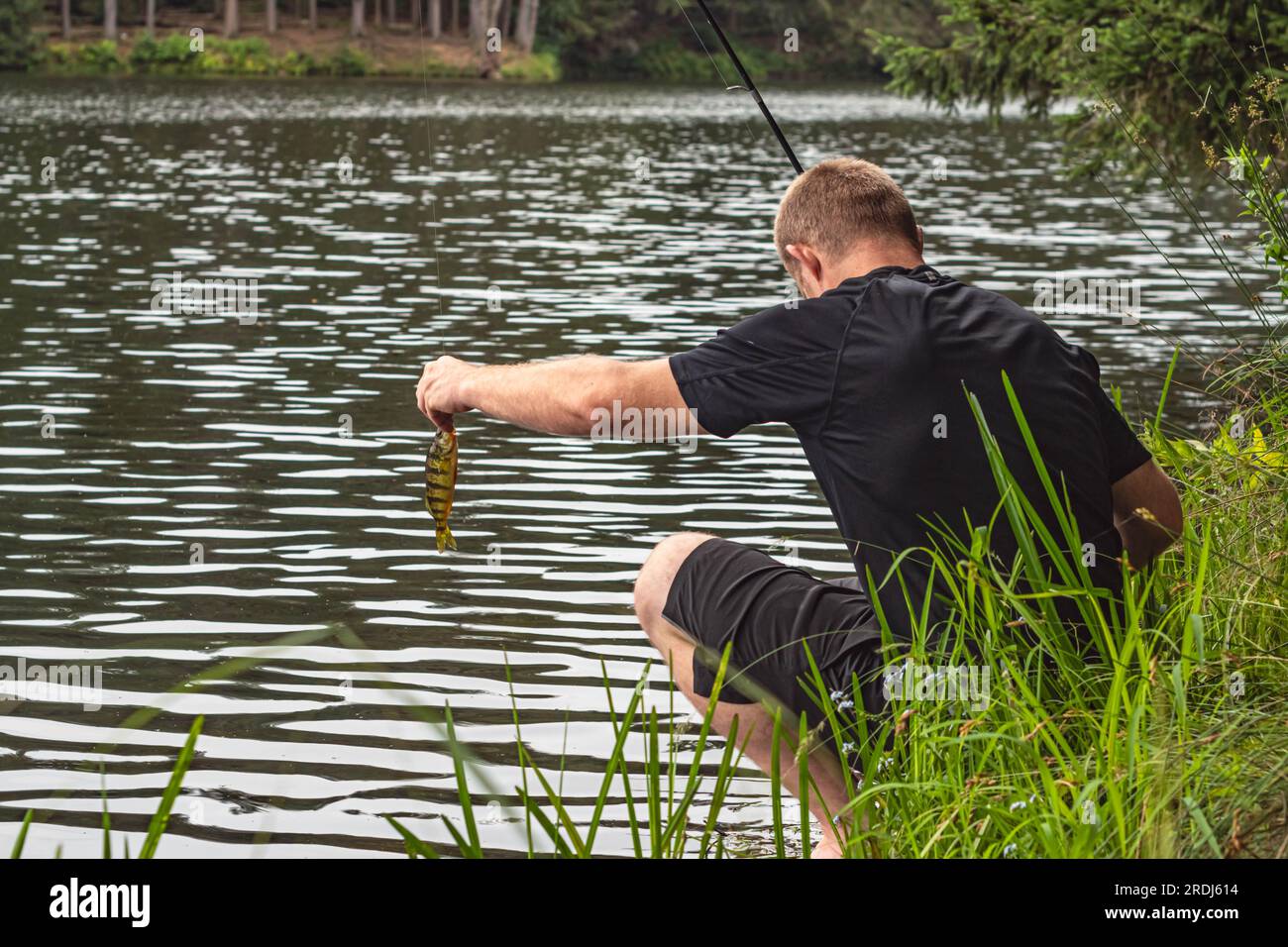 Man fishing fresh water lake USA puling in the fish, yellow perch ...