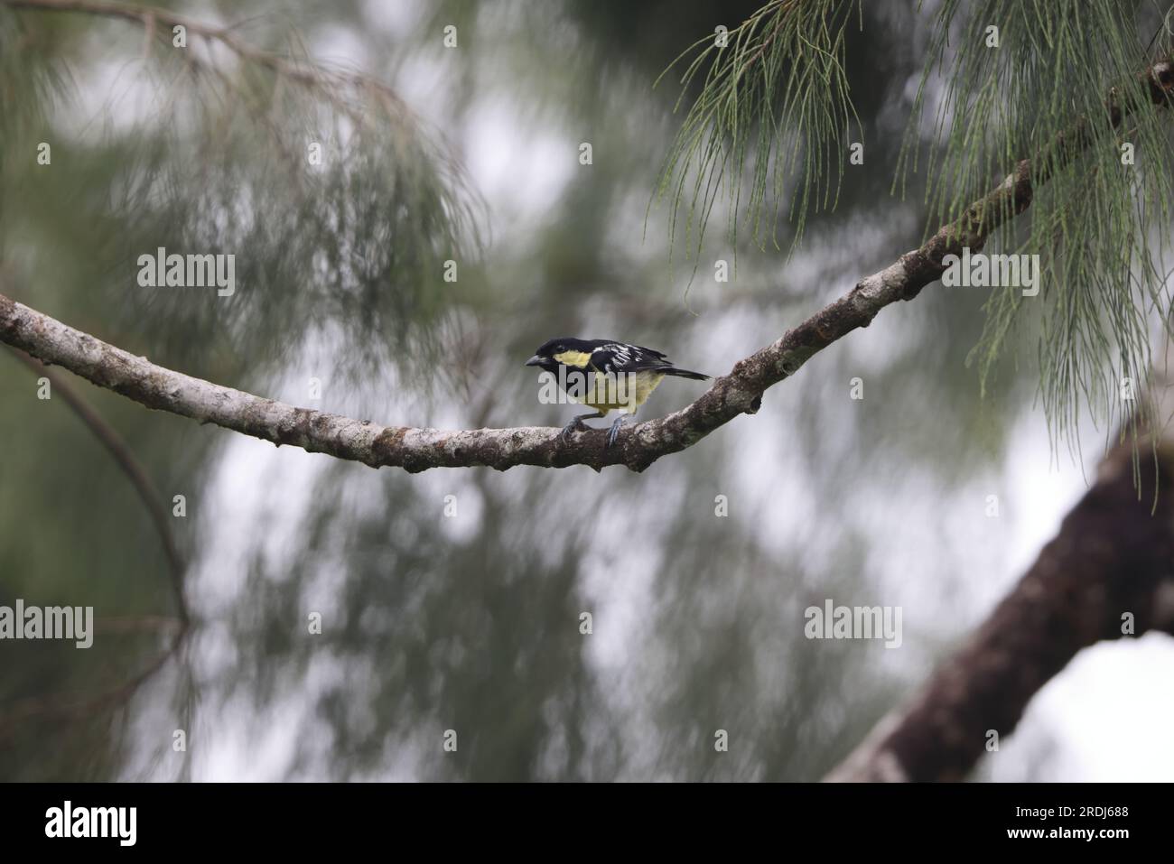The elegant tit (Pardaliparus elegans) is a species of bird in the tit ...