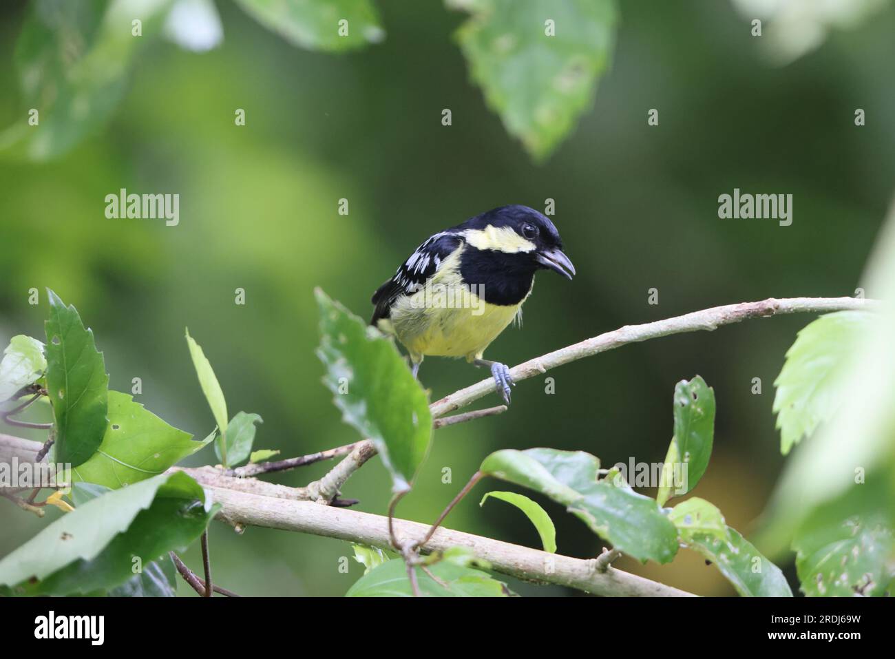 The elegant tit (Pardaliparus elegans) is a species of bird in the tit ...