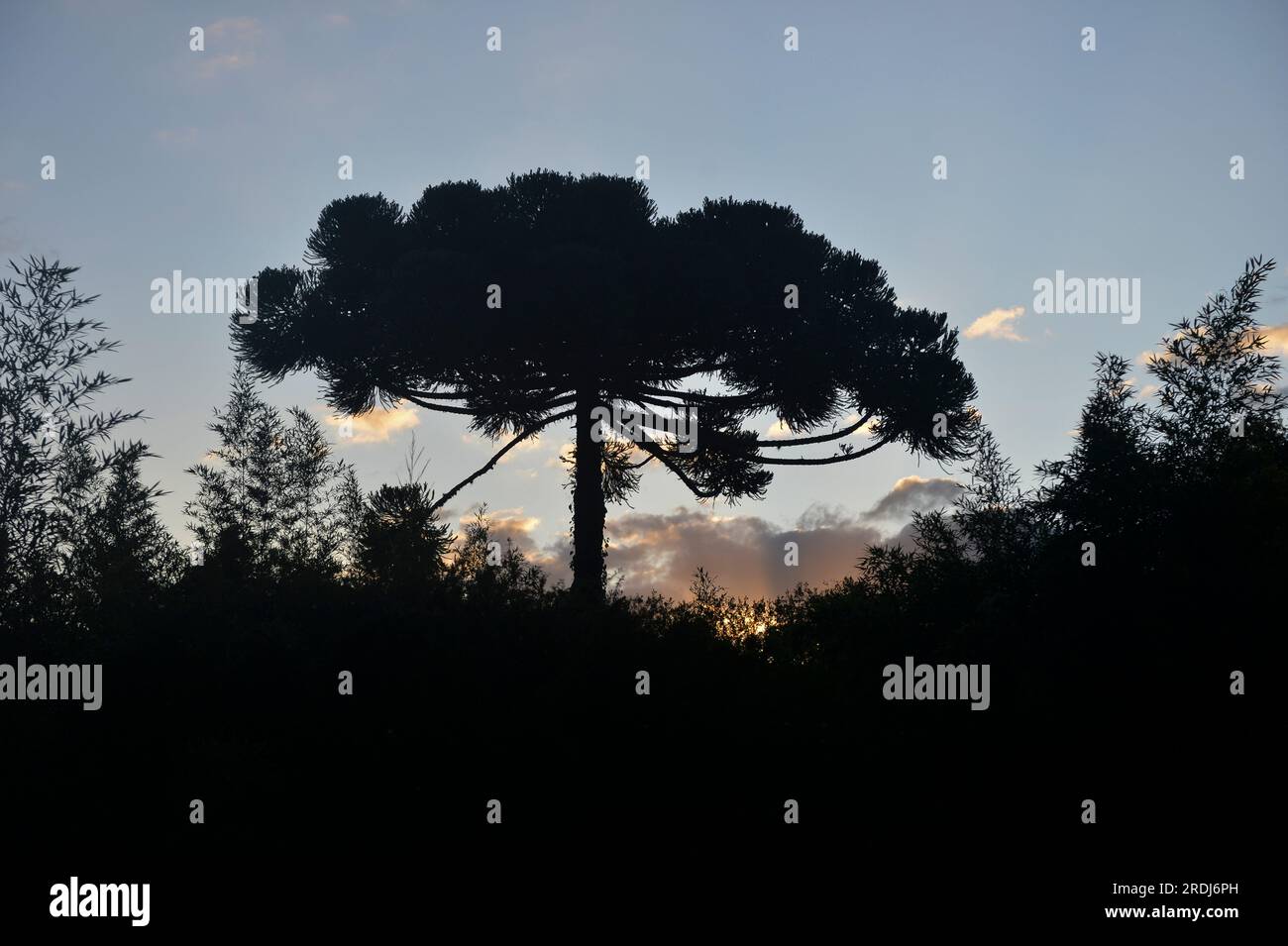 Typical tree from southern Brazil. It grows in high and cold places in ...