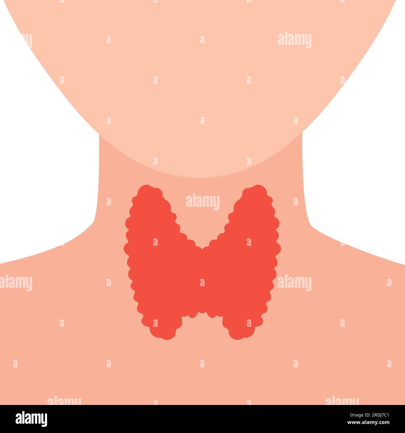 Parathyroid gland anatomy hi-res stock photography and images - Alamy