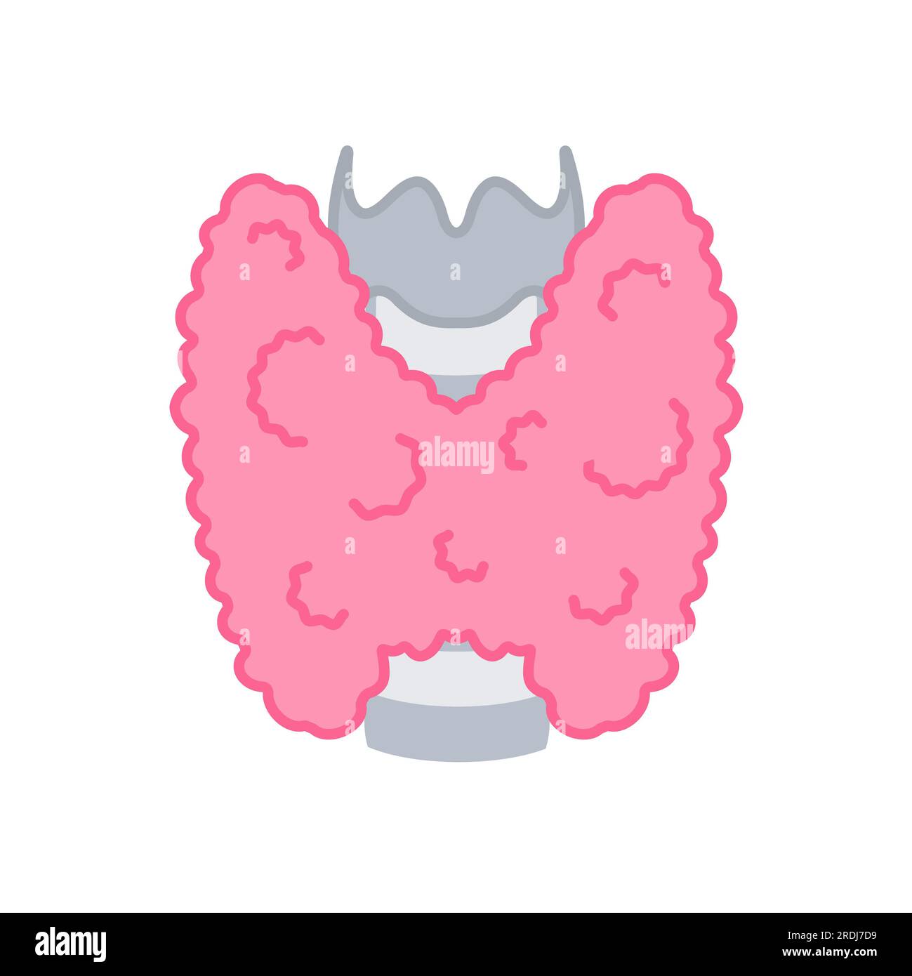 Thyroid gland, illustration Stock Photo - Alamy