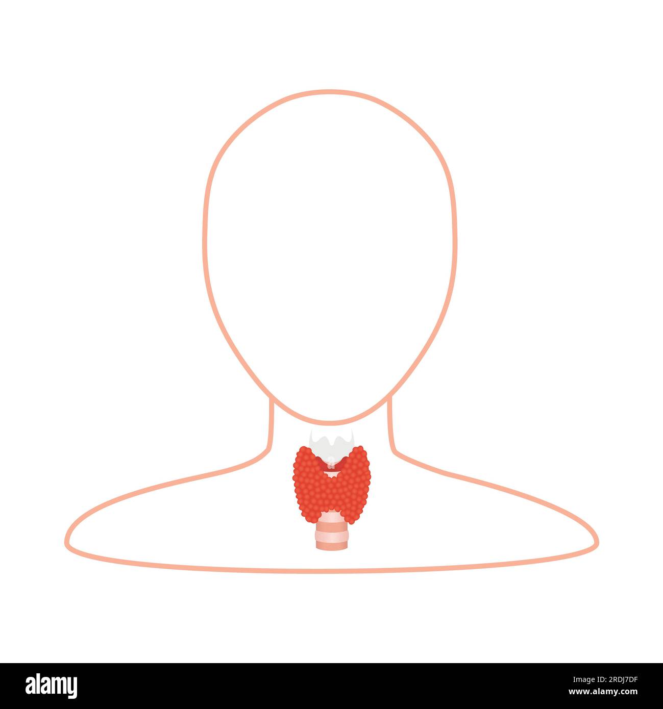 Parathyroid gland anatomy hi-res stock photography and images - Alamy