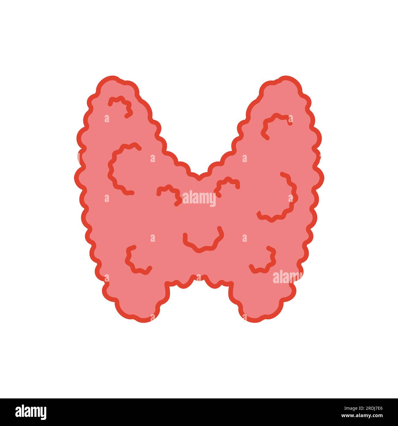 Thyroid gland, illustration Stock Photo - Alamy