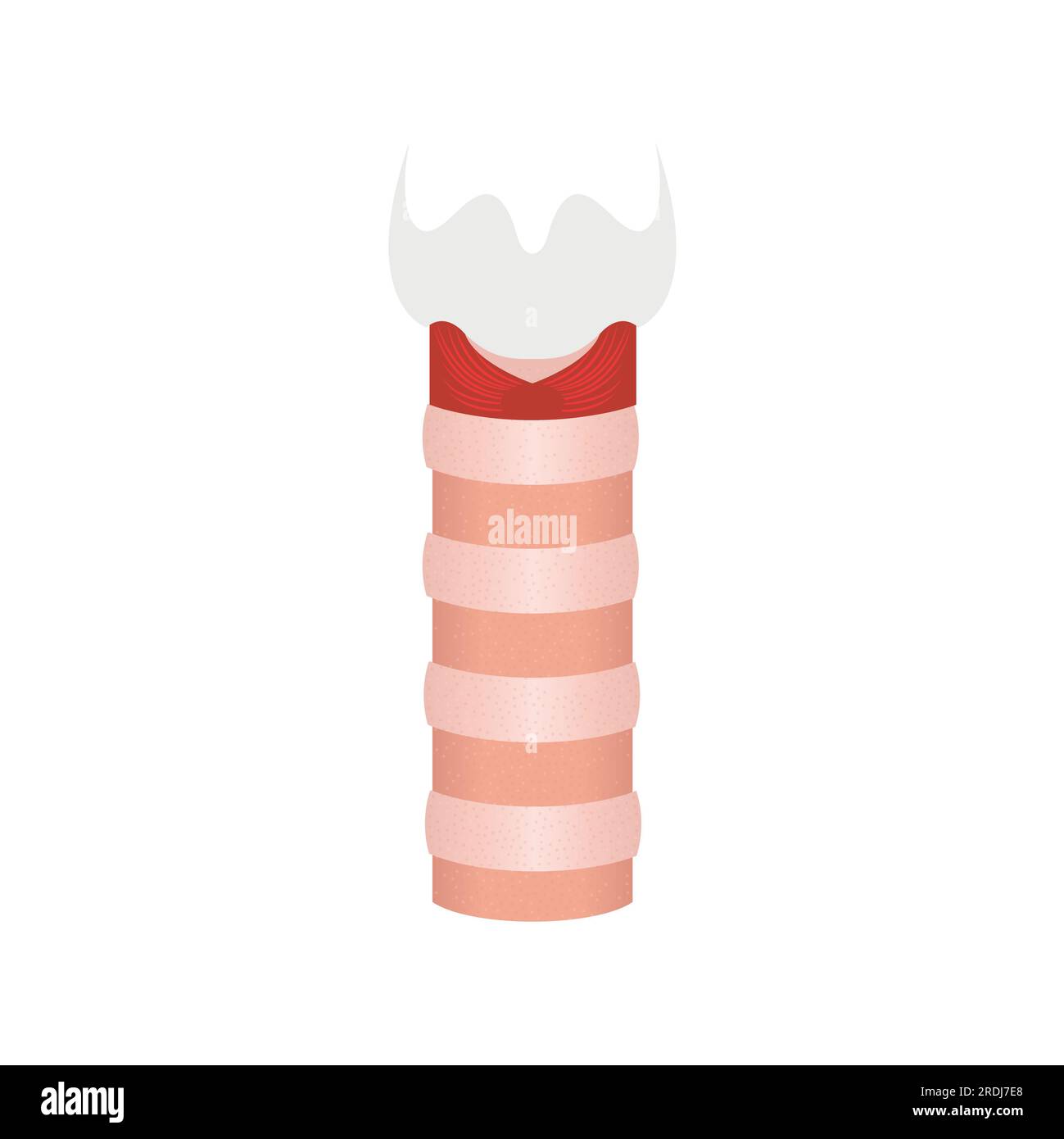 Trachea anatomy hi-res stock photography and images - Alamy