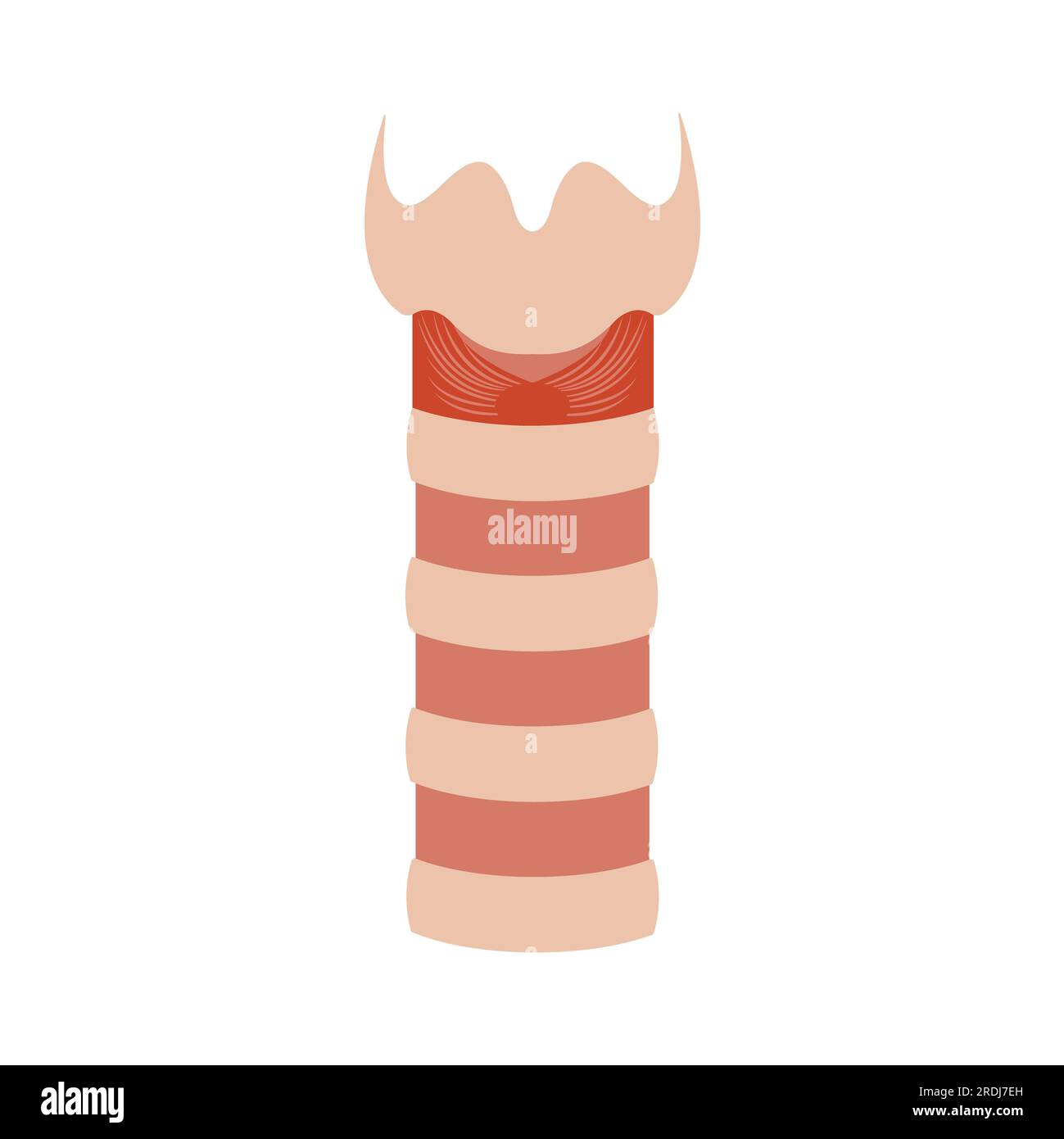 Trachea anatomy hi-res stock photography and images - Alamy