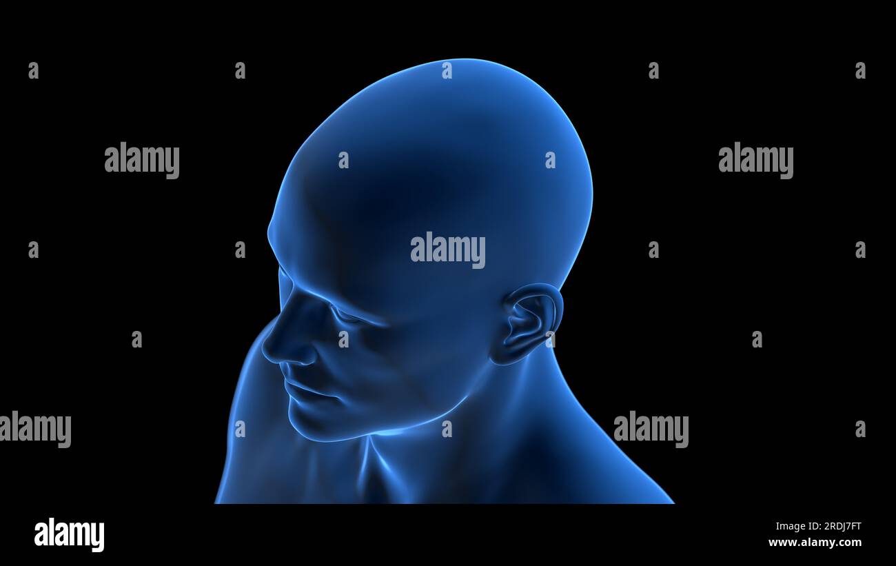 Male head, illustration Stock Photo - Alamy