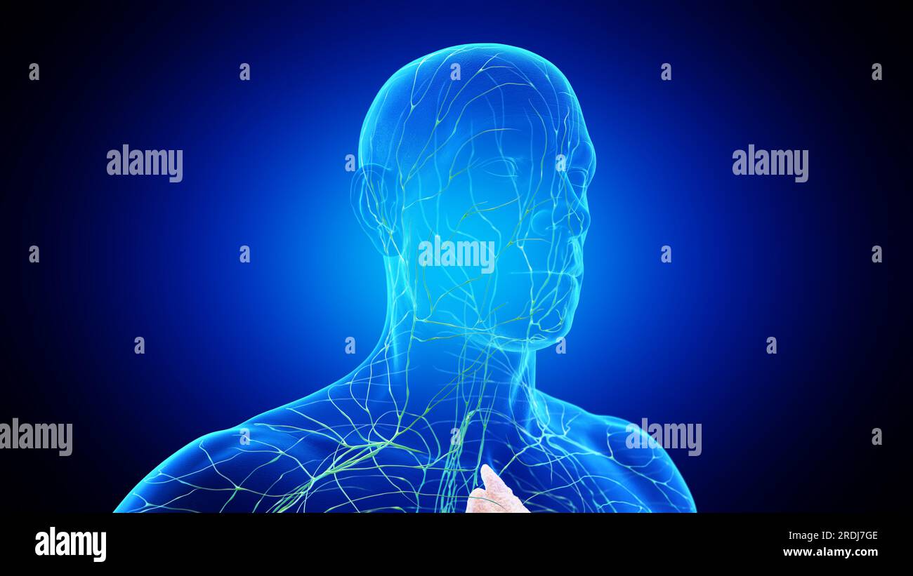 Lymphatic system of the head and neck, illustration Stock Photo - Alamy