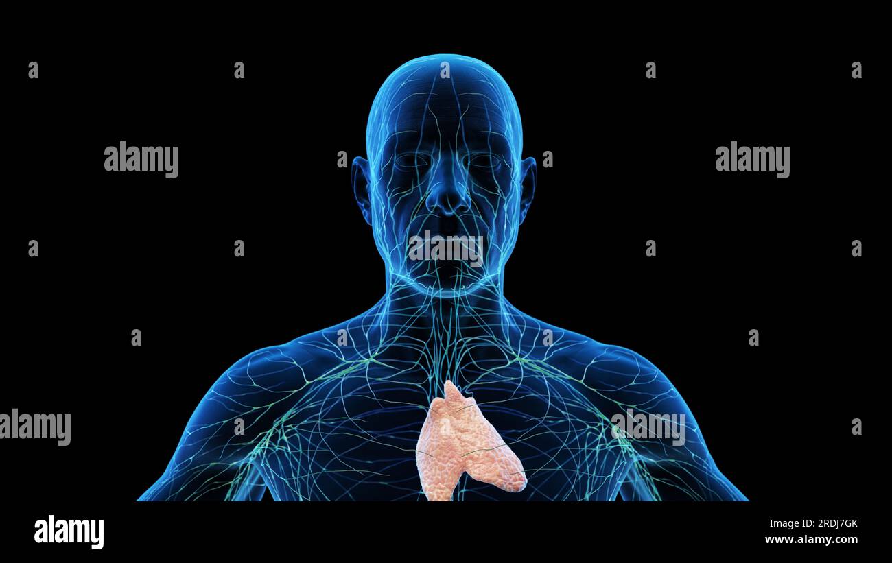 Lymphatic system of the head and neck, illustration Stock Photo - Alamy