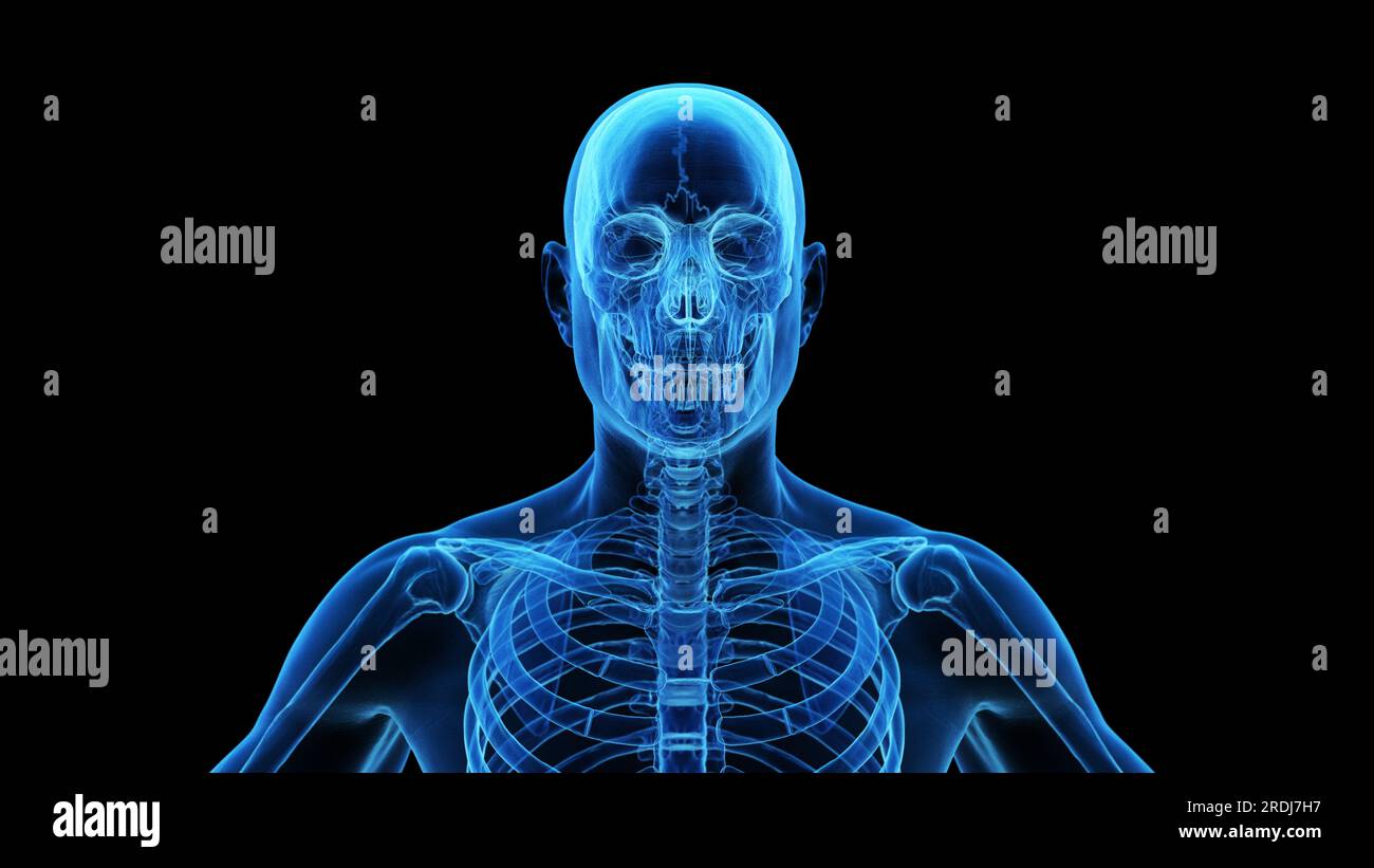Bones of the head and neck, illustration Stock Photo - Alamy