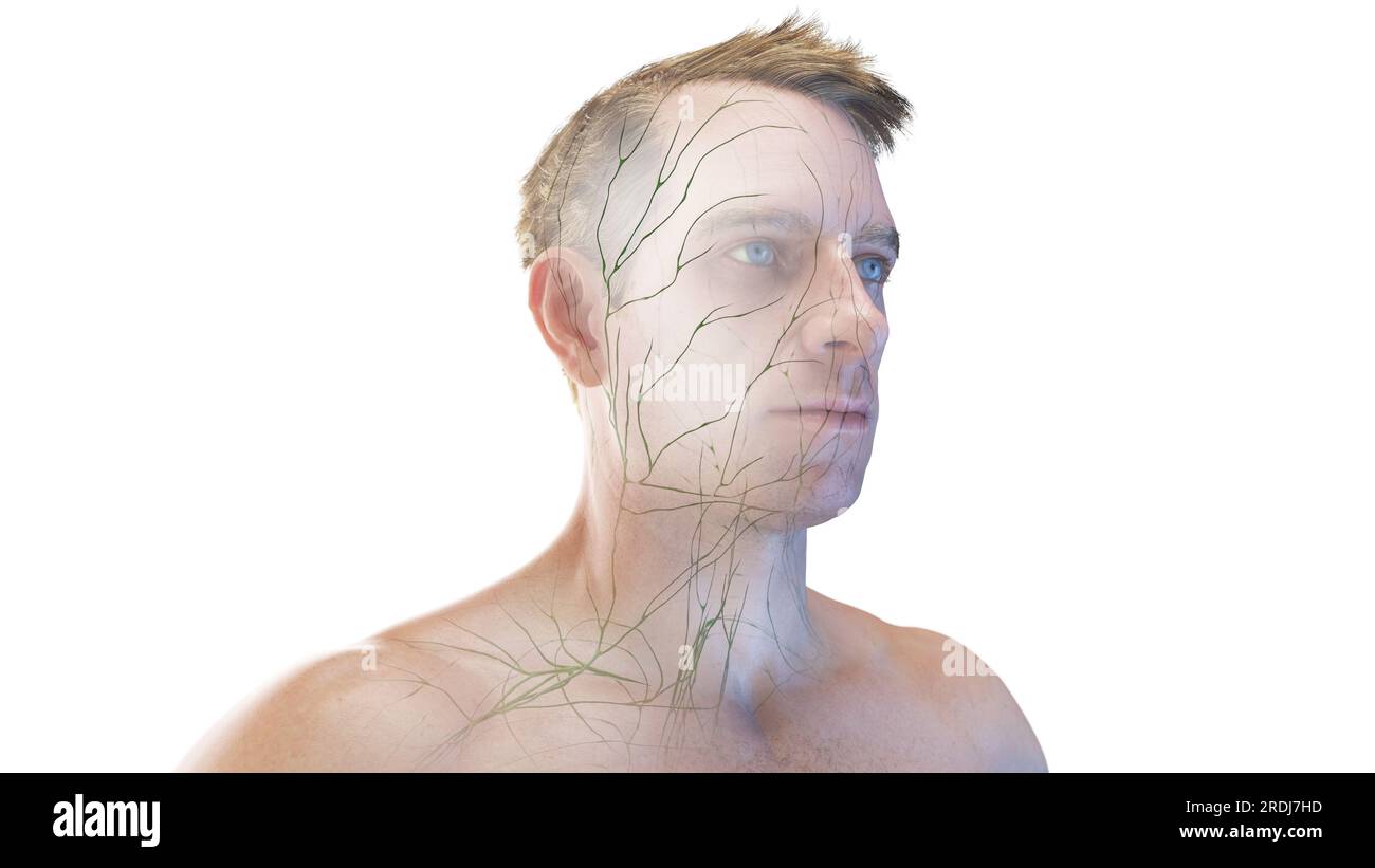 Lymphatic system of the head and neck, illustration Stock Photo - Alamy