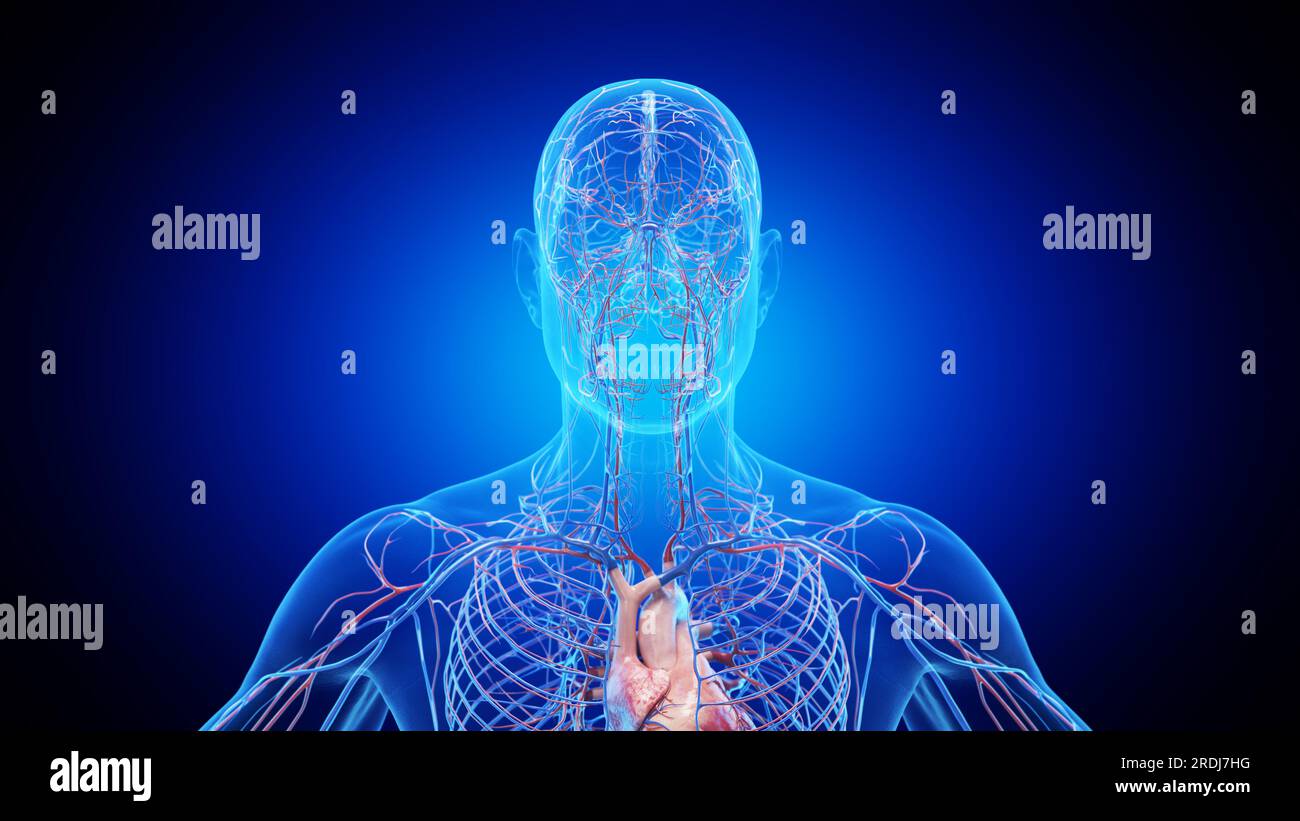 Vascular system of the head and neck, illustration Stock Photo - Alamy