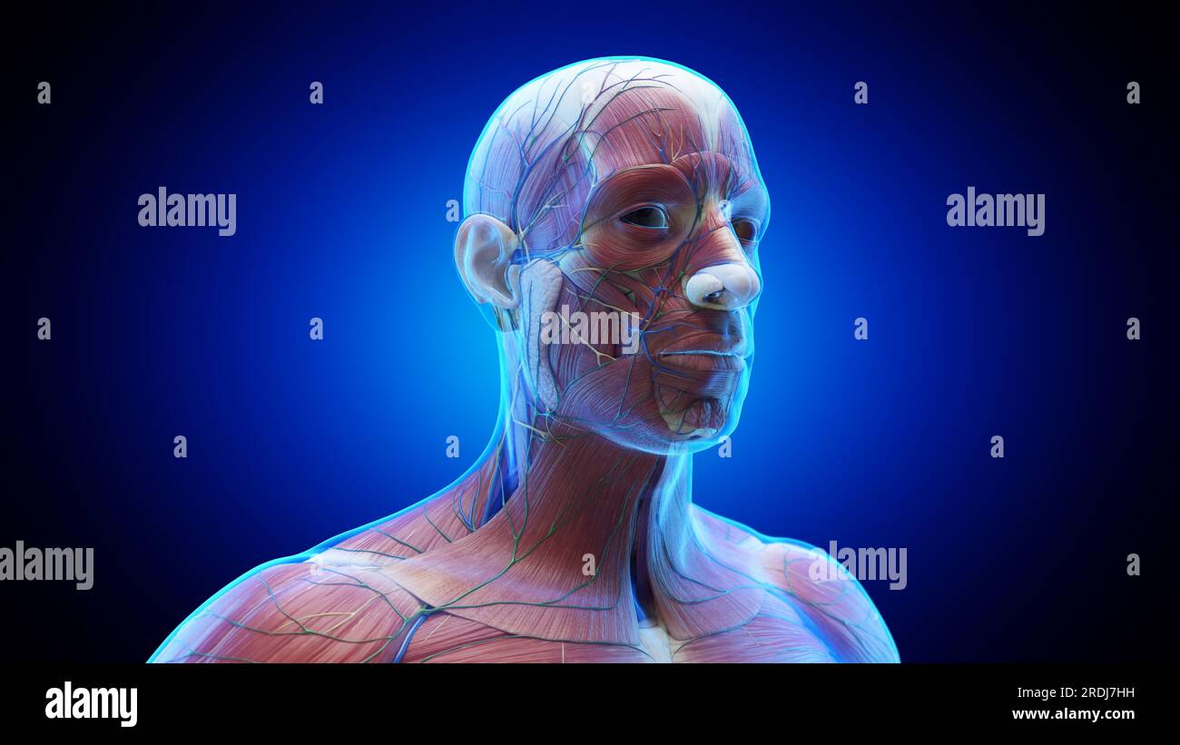 Anatomy of a male head, illustration Stock Photo - Alamy