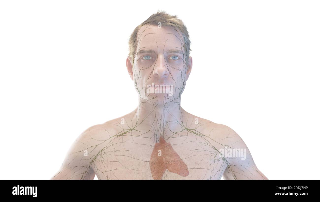 Lymphatic system of the head and neck, illustration Stock Photo - Alamy