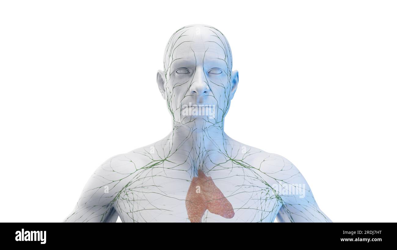 Lymphatic system of the head and neck, illustration Stock Photo - Alamy