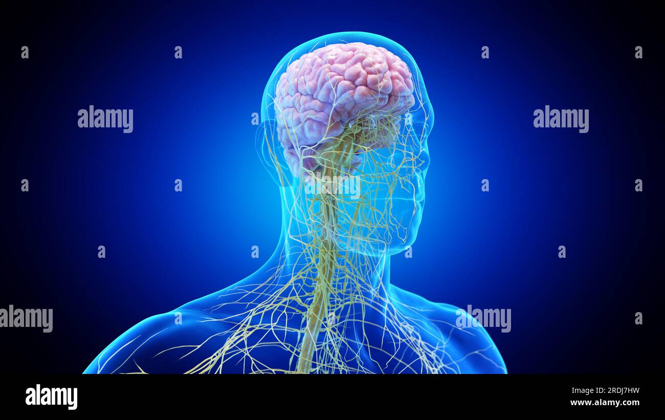 Brain and head nerves, illustration Stock Photo - Alamy
