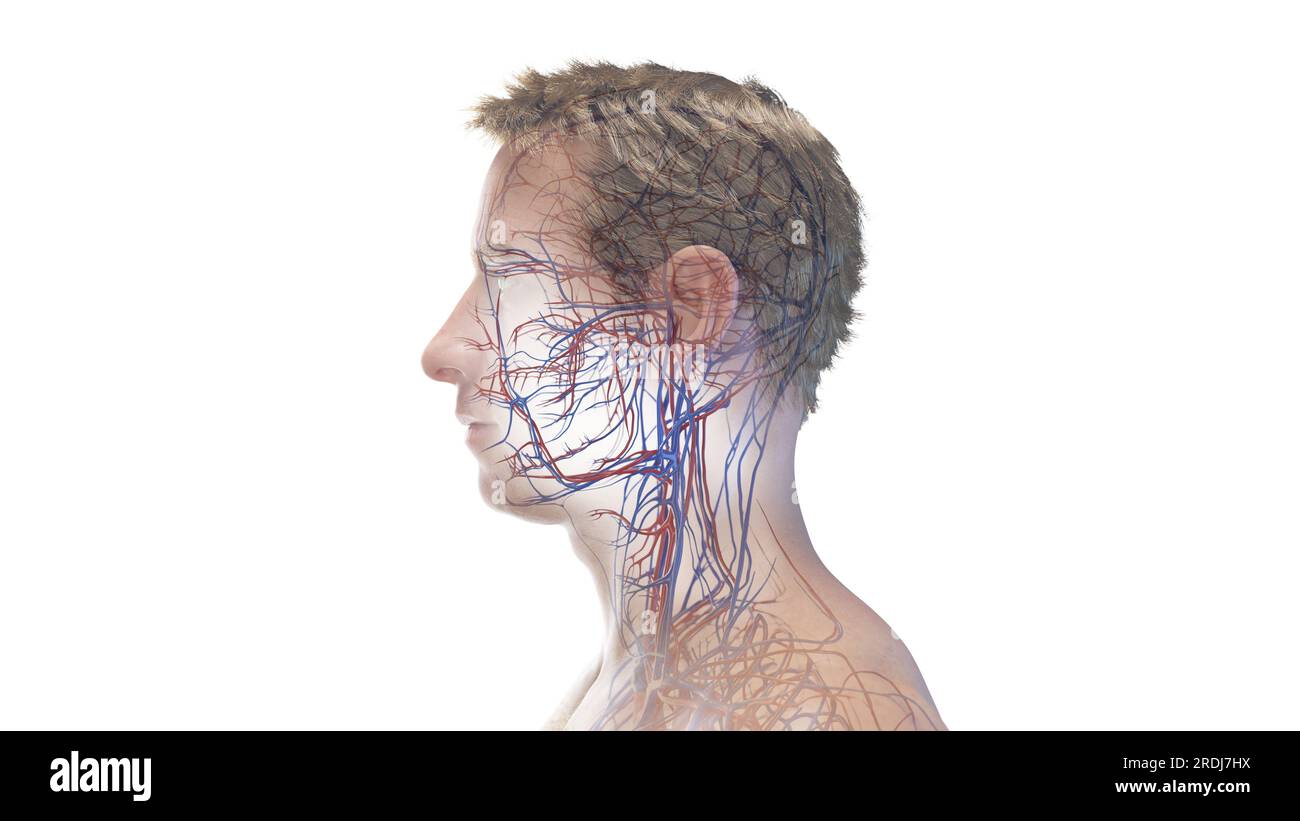 Vascular system of the head and neck, illustration Stock Photo - Alamy