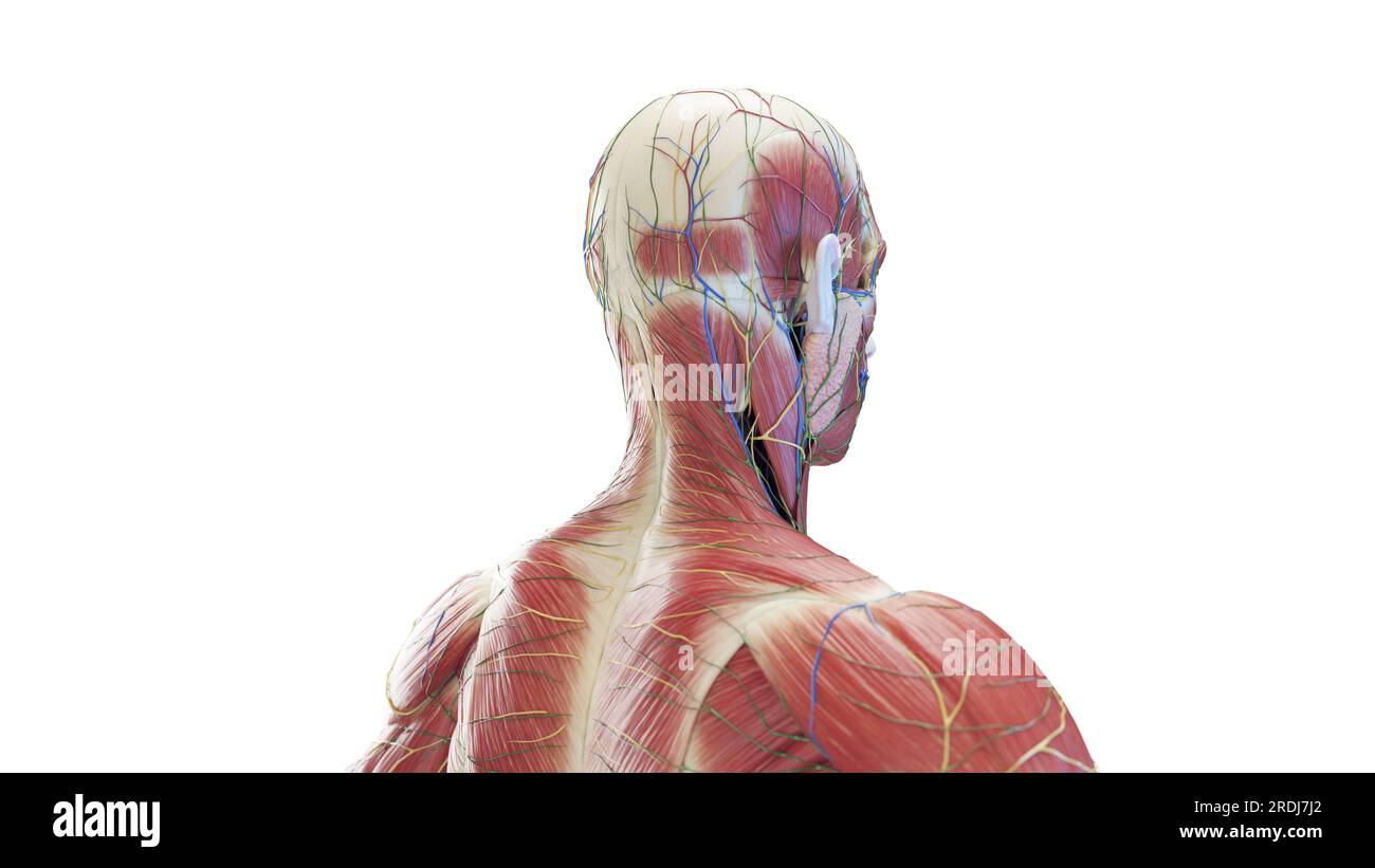 Posterior Neck Anatomy