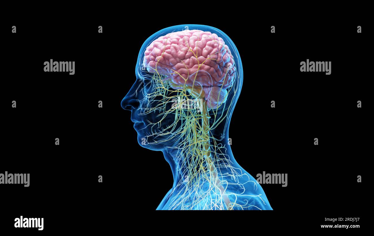Brain and head nerves, illustration Stock Photo - Alamy