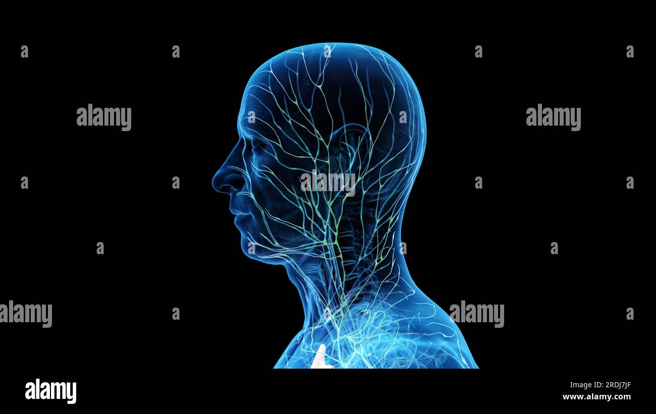 Lymphatic system of the head and neck, illustration Stock Photo - Alamy