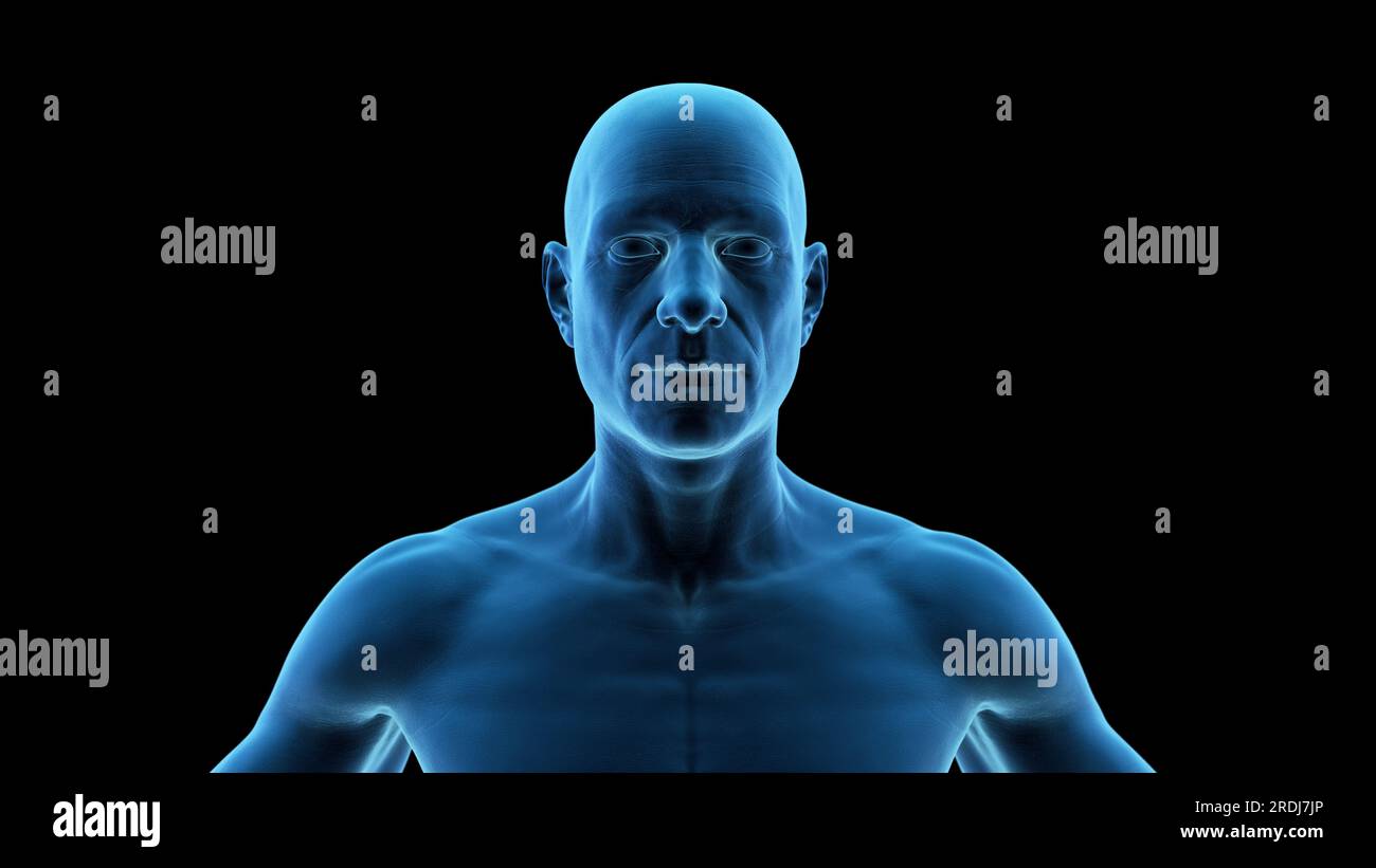 Human upper body, illustration Stock Photo - Alamy
