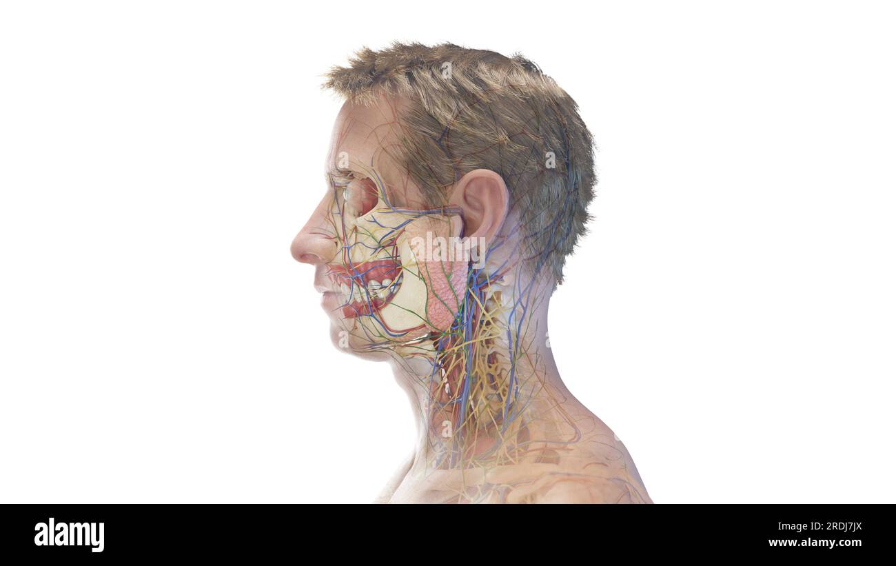 Anatomy of a male head, illustration Stock Photo - Alamy
