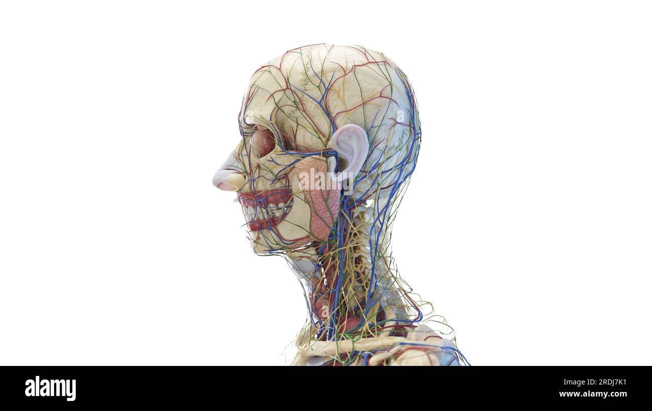 Anatomy of a male head, illustration Stock Photo - Alamy