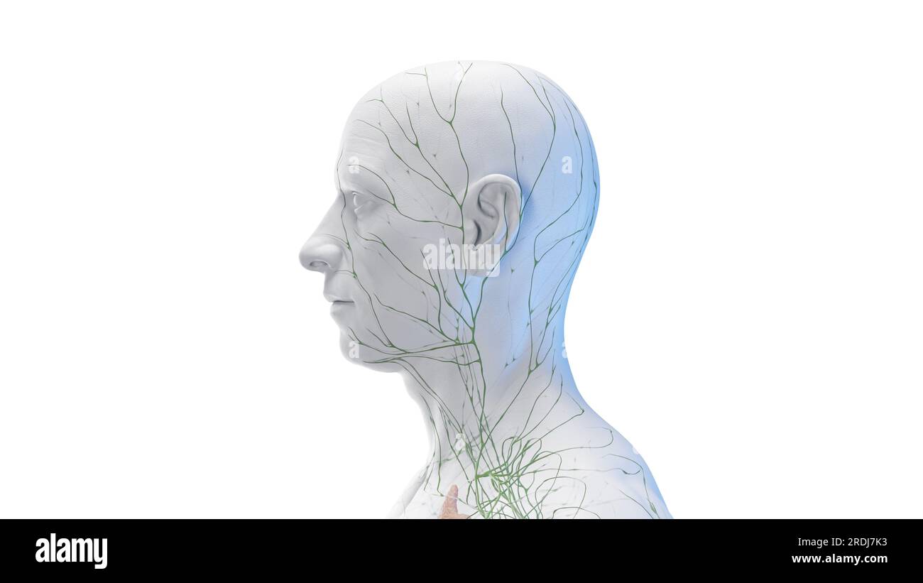 Lymphatic system face hi-res stock photography and images - Alamy