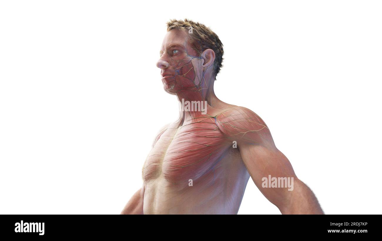 Upper body of a male, illustration Stock Photo - Alamy