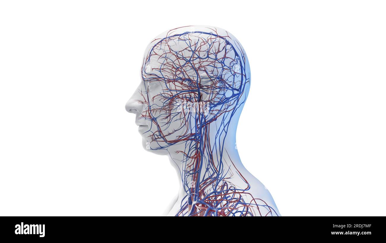 Vascular system of the head and neck, illustration Stock Photo - Alamy