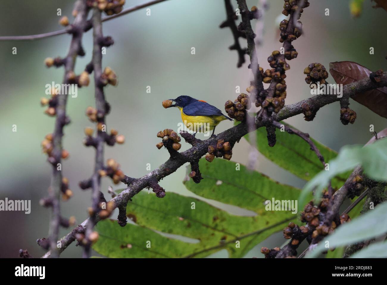 The orange-bellied flowerpecker (Dicaeum trigonostigma) is a species of ...