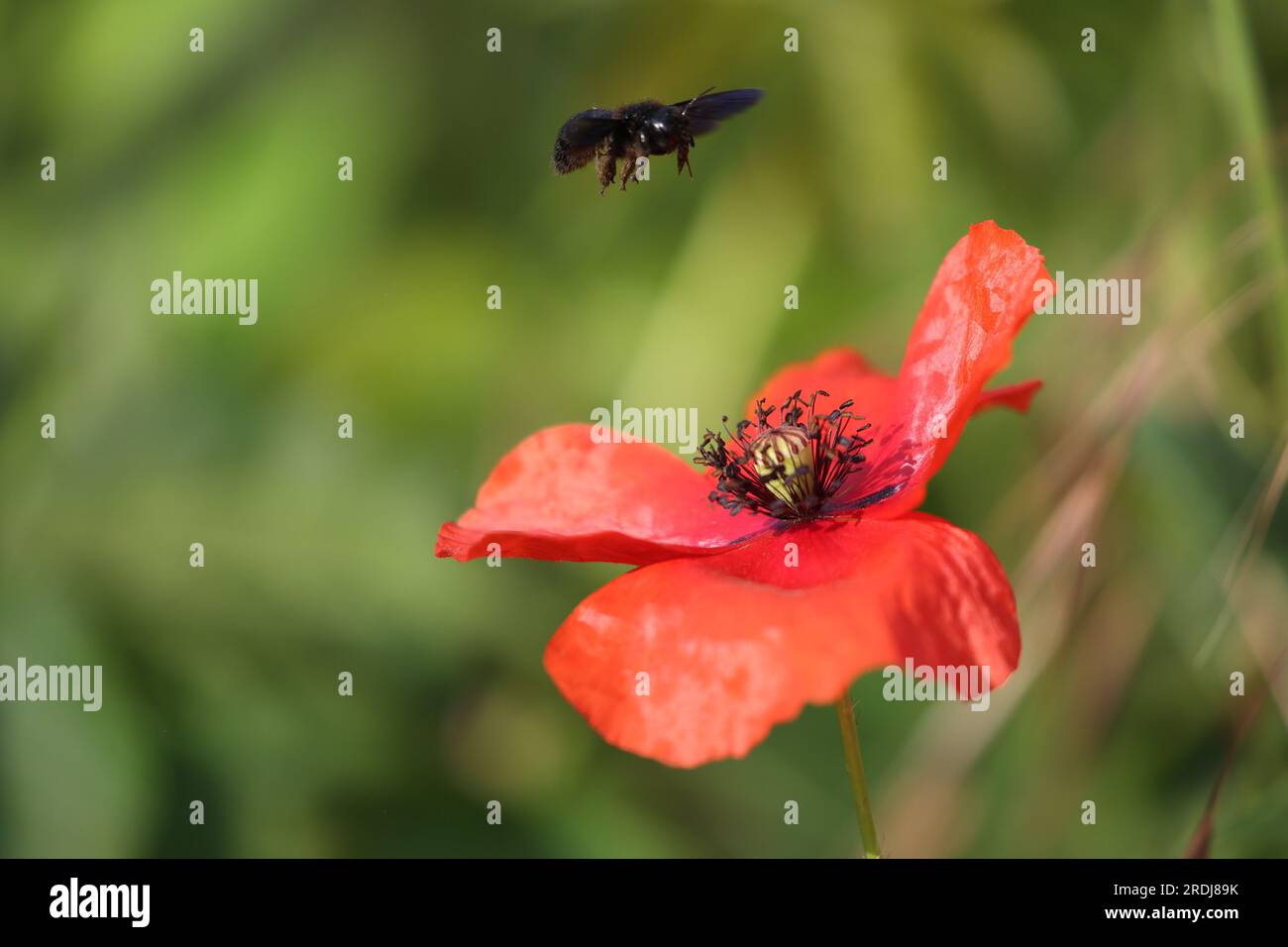 Black german bee hi-res stock photography and images - Alamy