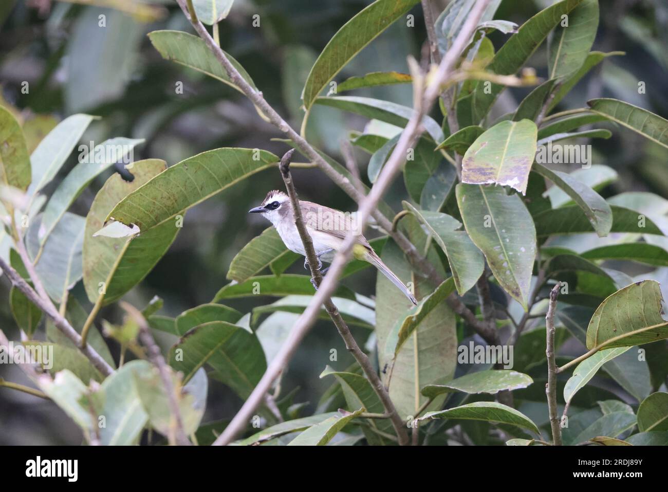 Yellow-vented bulbul (Pycnonotus goiavier goiavier) in Luzon, North ...