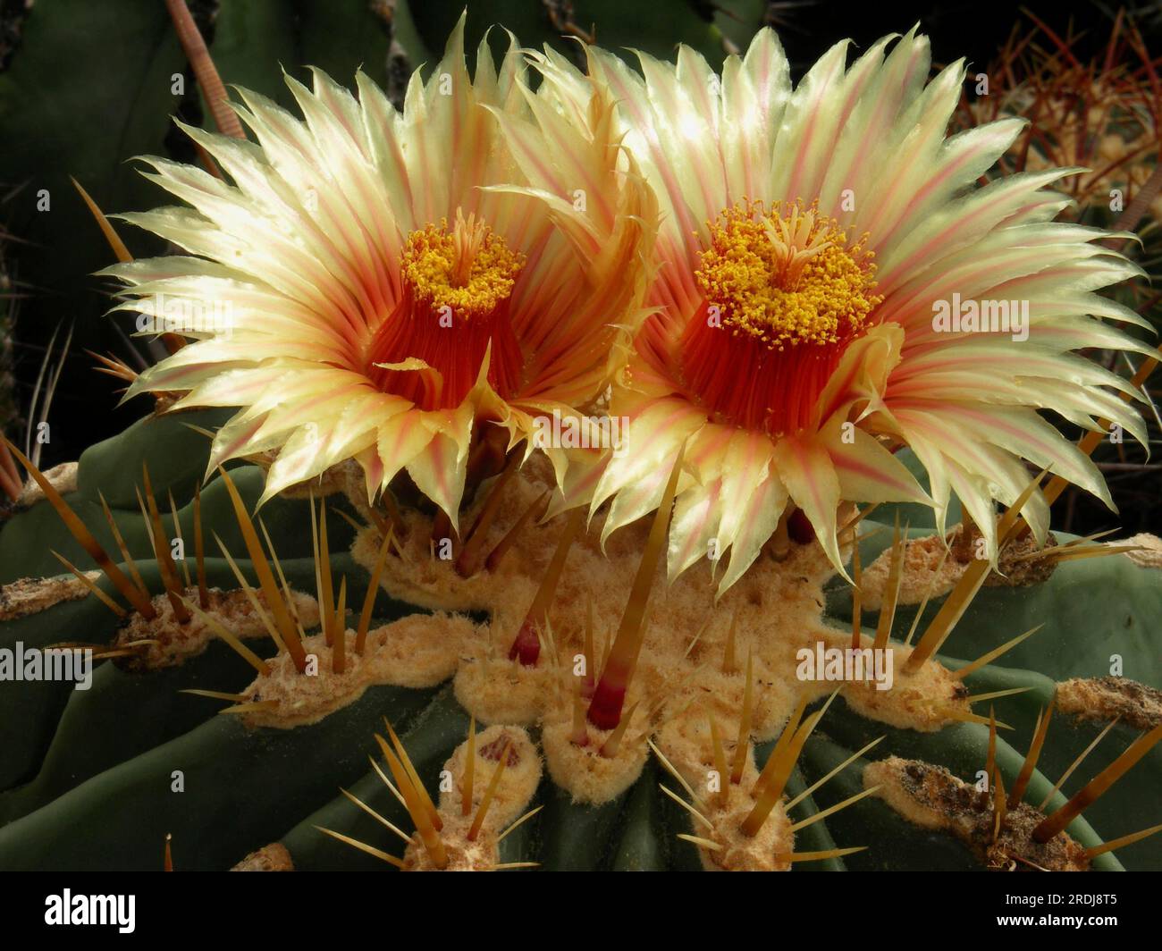 Ferocactus emoryi ssp. rectispinus Stock Photo - Alamy