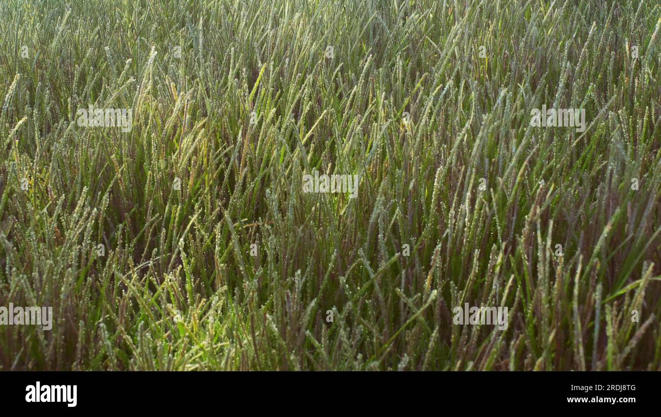 Green Narrowleaf Seagrass (Halodule uninervis) in shallow water on ...