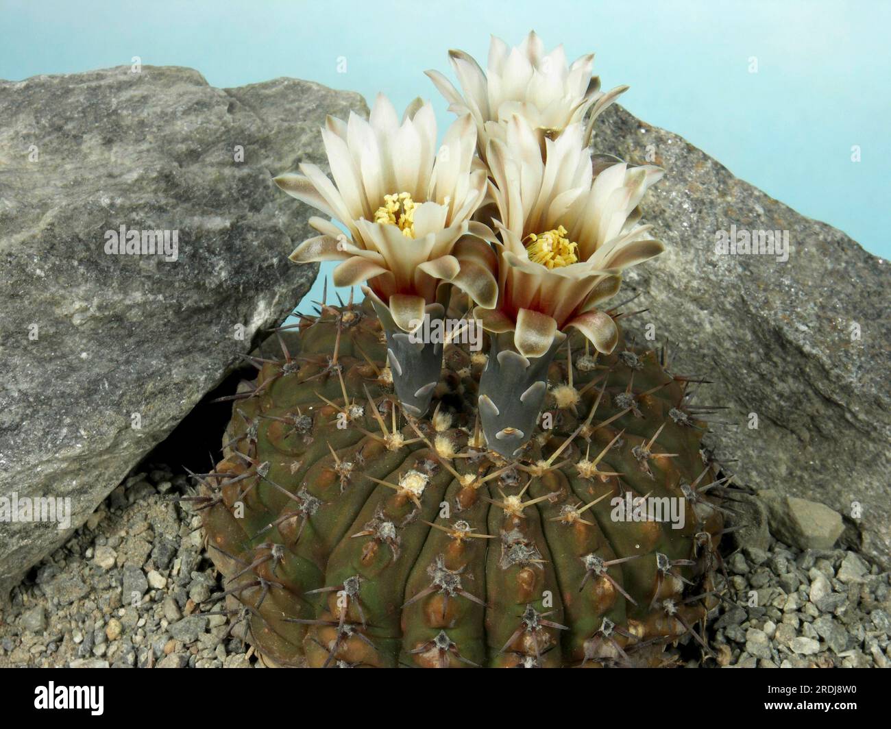 Gymnocalycium asterium = G. stellatum Stock Photo - Alamy