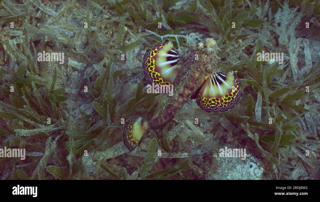 Close up of Bearded Ghoul, Sea Goblin or Devilfish (Inimicus didactylus ...