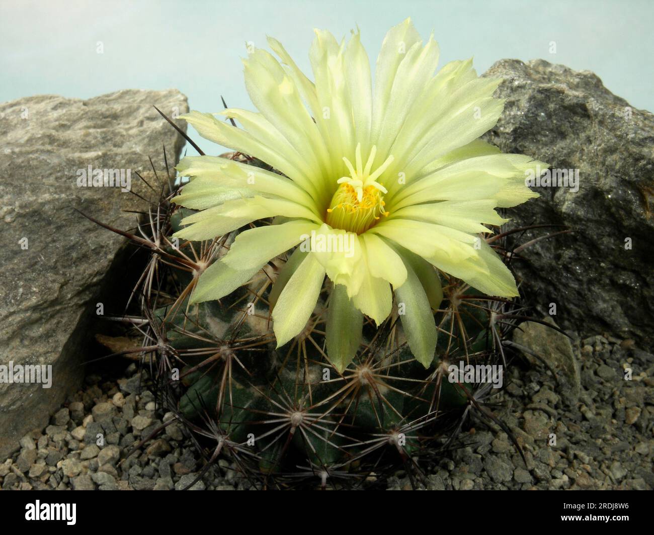 Cactus coryphantha hi-res stock photography and images - Alamy