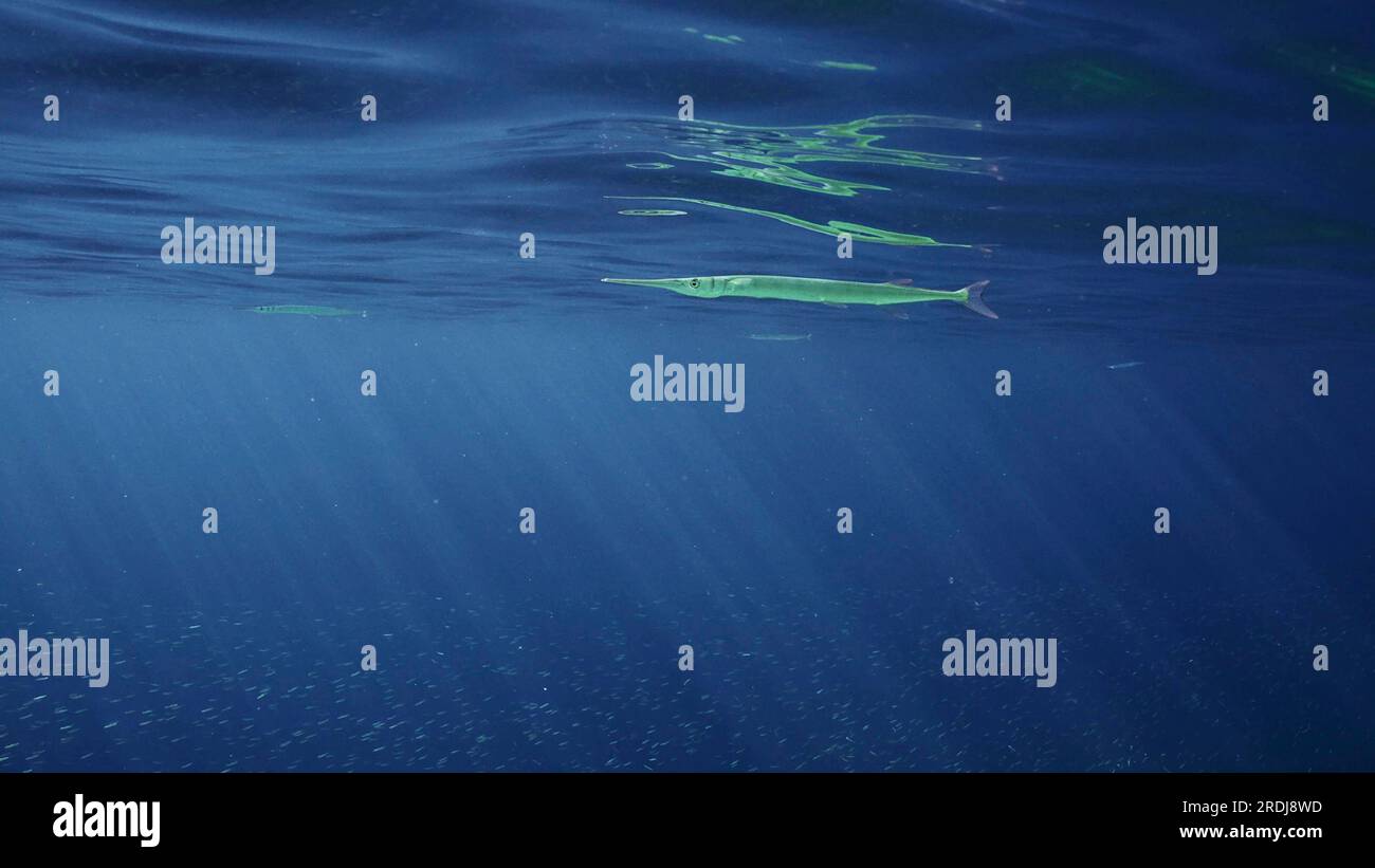 Sea Needle or Garfish swims under surface of blue water in sunburst on ...
