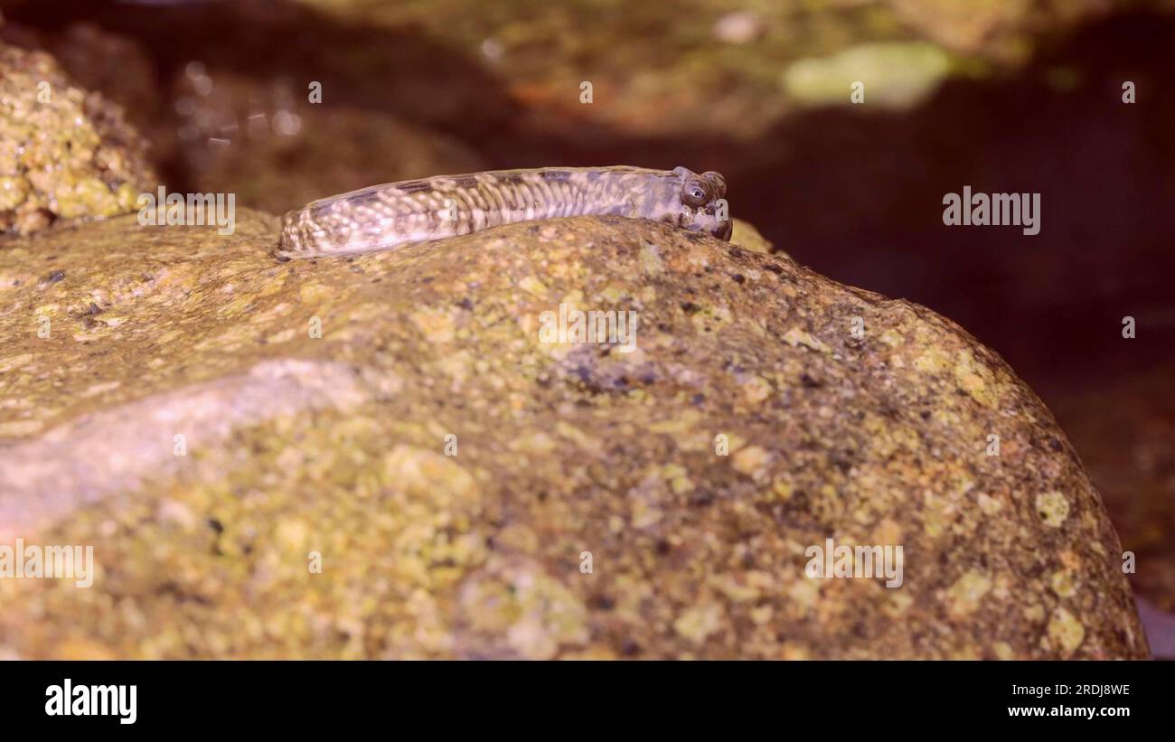 Pallid rockskipper (Istiblennius unicolor) jumping on stone over ...