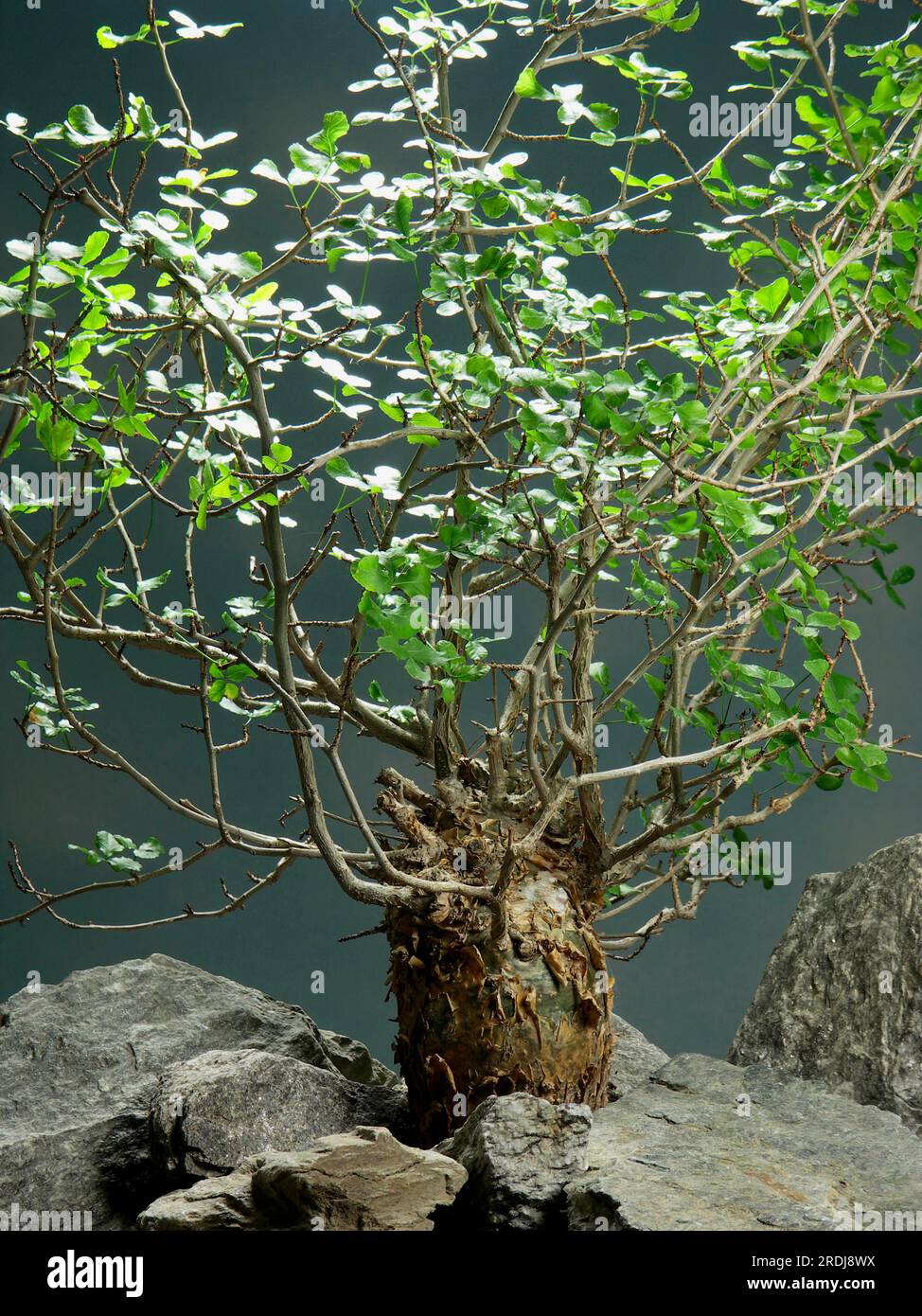 Commiphora Species Bonsai-like Succulent Stock Photo - Alamy