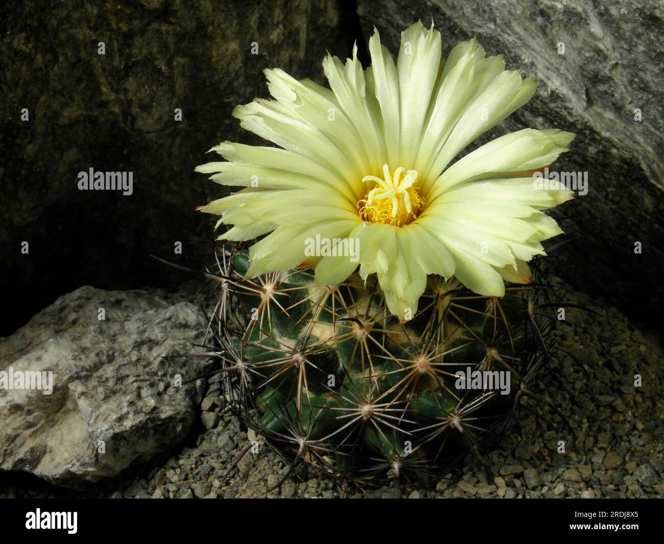 Cactus coryphantha hi-res stock photography and images - Alamy