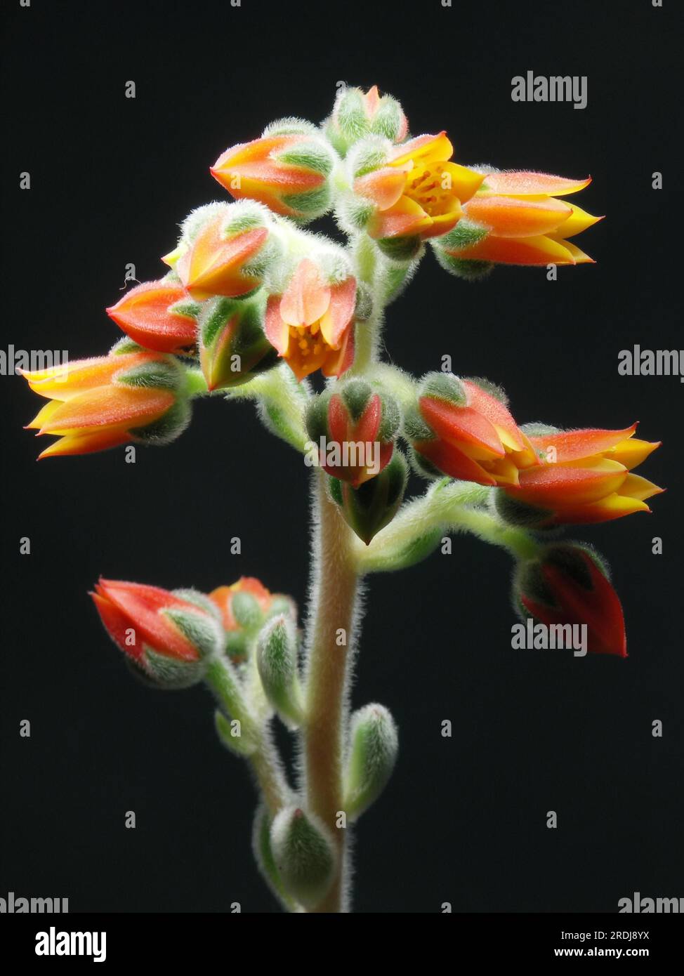 Echeveria echeveria setosa hi-res stock photography and images - Alamy