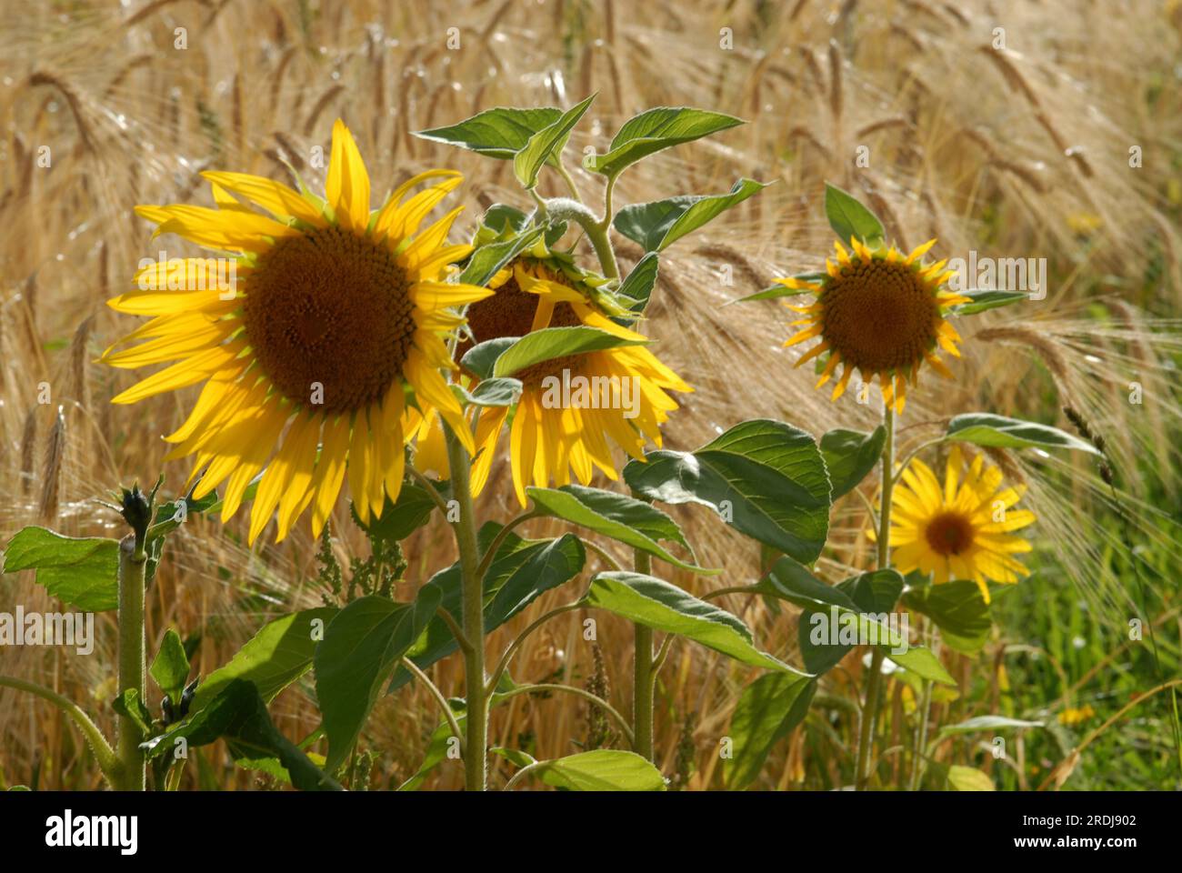 Sunflowers in a Cornfield Stock Photo - Alamy