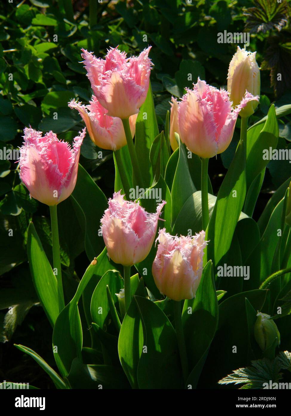 New tulip hi-res stock photography and images - Alamy