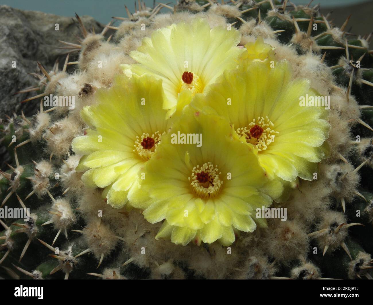 Notocactus sesseliflorus = Parodia sesseliflora Stock Photo - Alamy