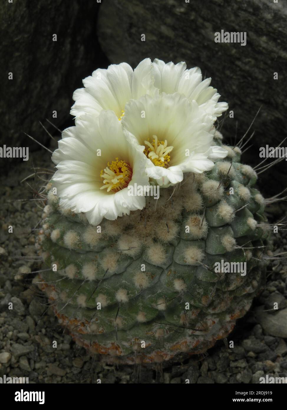 Disciformis hi-res stock photography and images - Alamy