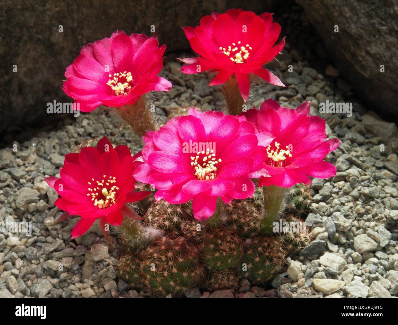 Lobivia hi-res stock photography and images - Alamy